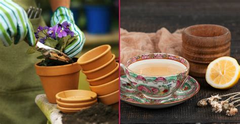 Çuha Çiçeği Bakımı Faydaları Ve Nasıl Kullanılır