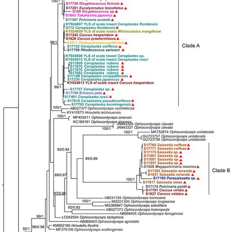 Whole Mount Fluorescence In Situ Hybridization Of Ophiocordyceps Fungi