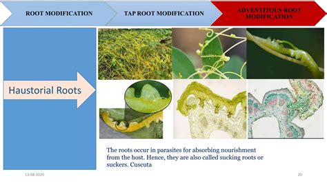 Root And Shoot System Of Angiosperm Plants By Dr Amutha Swaminathan