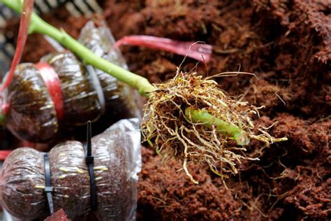 A Detailed Guide To Plant Propagation Methods