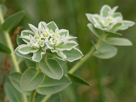 Snow On The Mountain Euphorbia Marginata Level Up Garden