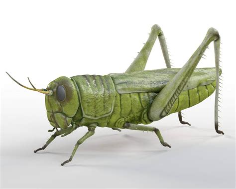Grasshopper 3d Model By 3dstudio Grasshopper 3d Model By 3dstudio