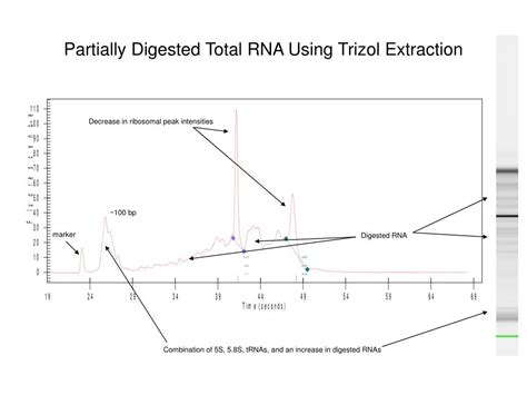 Ppt Interpretation Of Agilent 2100 Bioanalyzer Data Powerpoint Presentation Id 5194377