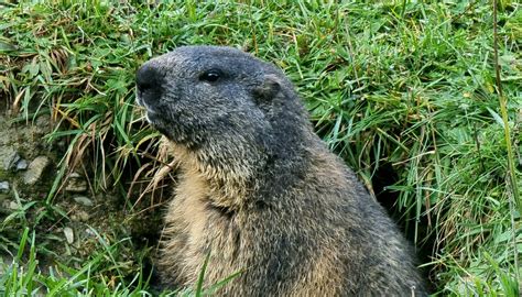 Marmot Vs Groundhog How To Identify The Difference In Pests