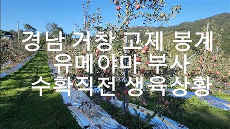 경남거창고제봉계유메야마부사수확직전생육상황 241023수경남거창고제봉계유메야마부사 농합면역플러스4차관주 부사 9년생 해발620m 10월26일수확예정 농합면역플러스