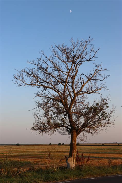 나무 시골의 자연 Pixabay의 무료 사진