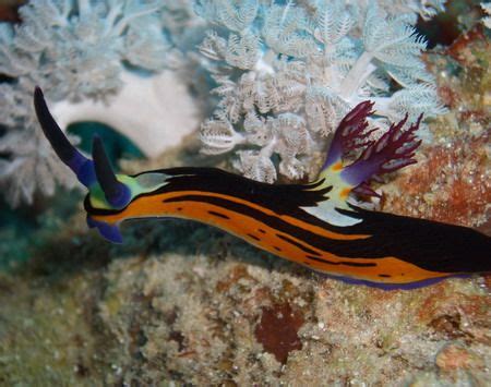 Orange And Black Sea Slug On Coral Reef