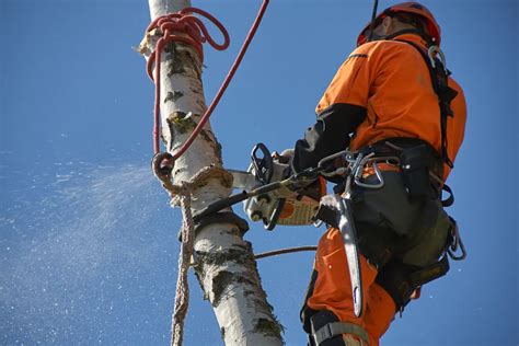 Tree Lopping Adelaide Cranesaw Tree Services