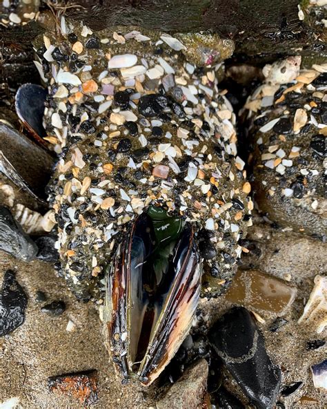 Haystack Rock Awareness Haystack Rock Awareness Program Haystack Rock Awareness Haystack Rock Awareness Program