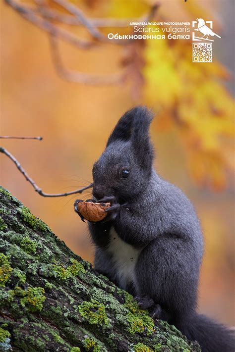 Sciurus Vulgaris Behance