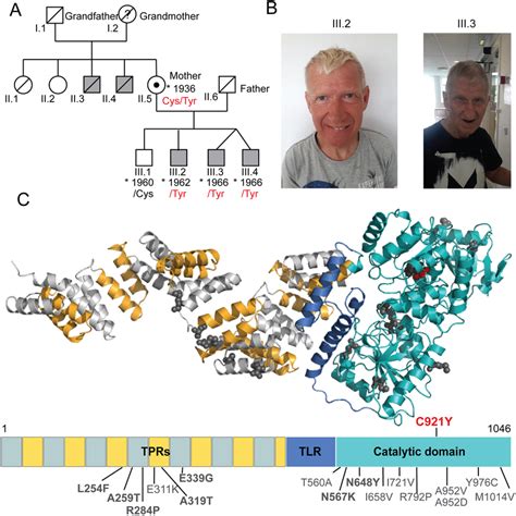Brothers With Intellectual Disability Carry An Inherited Variant In The Download Scientific