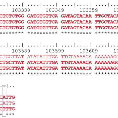 Clustal W Multiple Alignment Sequences At 3utr Of Ppargc1a Gene Download Scientific Diagram