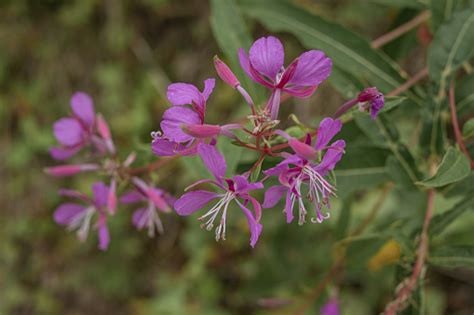 피는 파이어 위드 에필로비움 앵거스티폴리움 흰색 배경에 고립 된 버드 나무 허브 약용 식물 0명에 대한 스톡 사진 및 기타