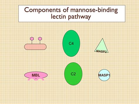 Ppt Complement System Activation And Regulation Overview For Immune