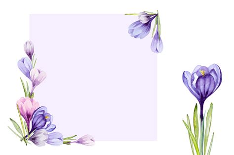 화려한 크로커스의 사각형 프레임 공간을 복사합니다 흰색 배경에 봄 꽃 크로커스 손으로 그린 수채화 일러스트 꽃 나무에 대한 스톡 벡터 아트 및 기타 이미지 Istock