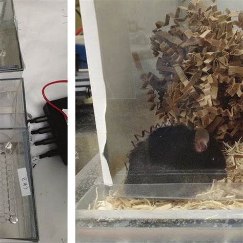 Ethogram For Behavior Coding Includes Both Scan Sampling And 1 0 Download Scientific Diagram