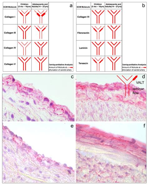 Figure3 Extracellular Matrix Ecm Proteins In The Arterial Intima A