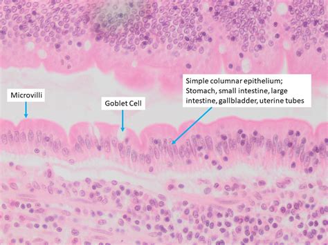 Simple Columnar Epithelium Microvilli