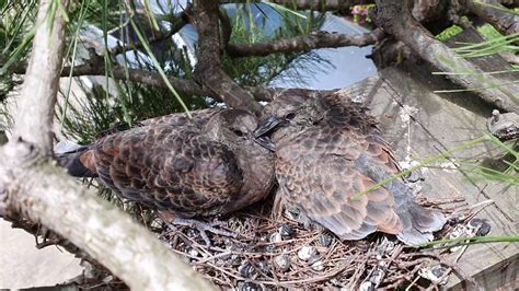 가정집 정원 소나무에 아기비둘기 2마리가 잘 커서 몇일후에 산으로 날아갈것같습니다 Youtube