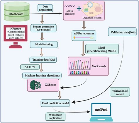 Frontiers Mrslpred—a Hybrid Approach For Predicting Multi Label Subcellular Localization Of