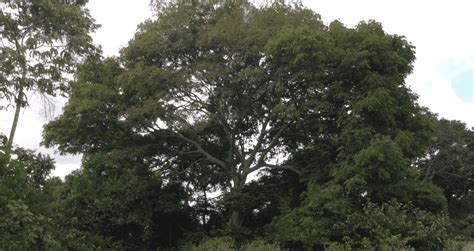 Bark Resists Fire Biological Strategy AskNature