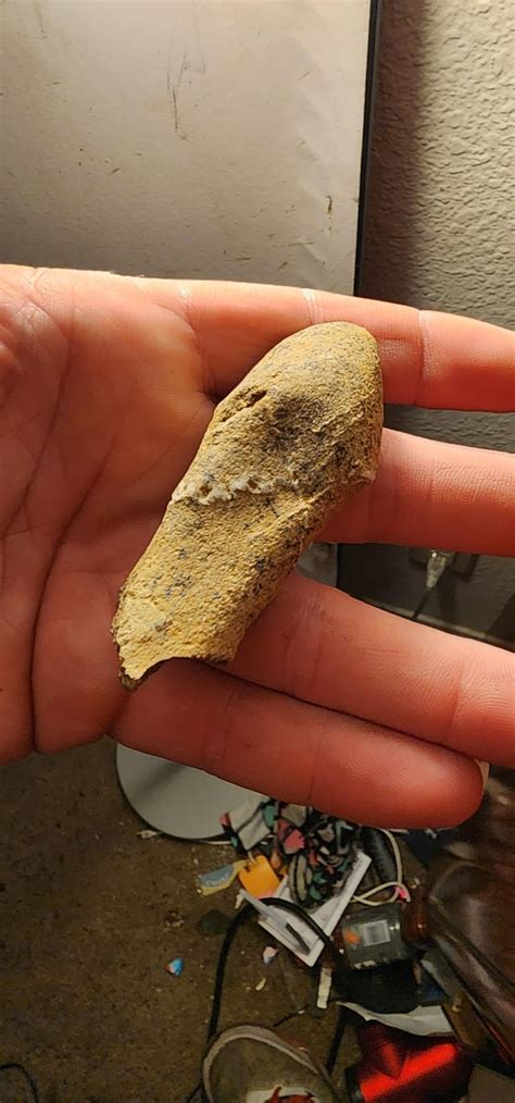 Fossil R Whatsthisrock