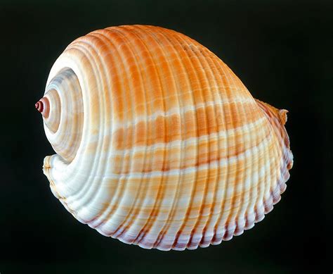 Tonna Galea Monaco Nature Encyclopedia