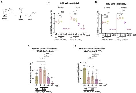 Frontiers A Bivalent Subunit Vaccine Efficiently Produced In Pichia Pastoris Against Sars Cov