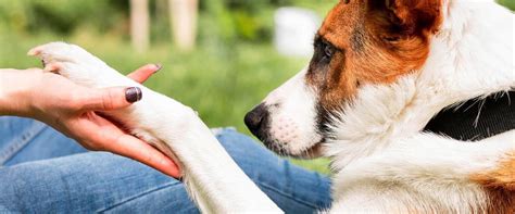 Enséñale A Tu Perro A Dar La Mano Blog De Pelos Compañía
