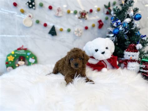 푸들 체리 말티즈크기 말티푸크기 푸들크기 먼치킨크기 랙돌크기 브리티쉬숏헤어크기 스코티쉬폴드크기 러시안블루크기 강아지크기 고양이
