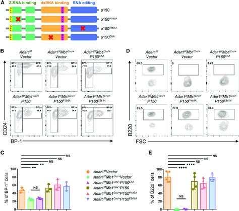 The Dsrna Binding But Not Rna Editing Activity Of Adar1 Is Critical Download Scientific