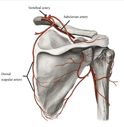 Figure 3 From Anatomical Features Of The Interscapular Area Where Wet