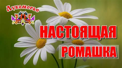 Не Ромашка Детская Видео Энциклопедия Лукоморье Youtube