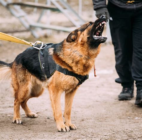 Odškodnina V Primeru Ugriza Psa Kaj Storiti