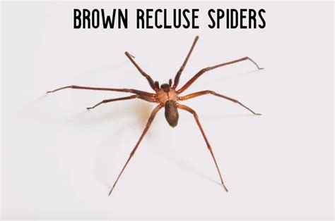 Brown Recluse Spider Identifying Characteristics Brown Recluse Spider