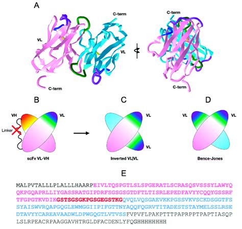 47g4 Cd828z Car Domains And The Vl Vl Dimer A Vl Vl Homodimer Download Scientific Diagram