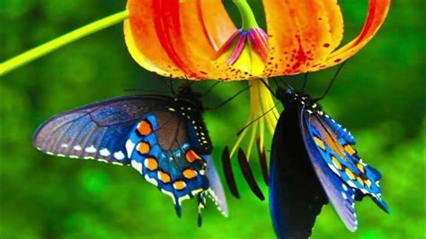 Matita Butterfly პეპელა Youtube