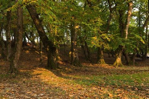 წაბლის ხეები ბათუმში საქართველო Country Roads Tree Plants