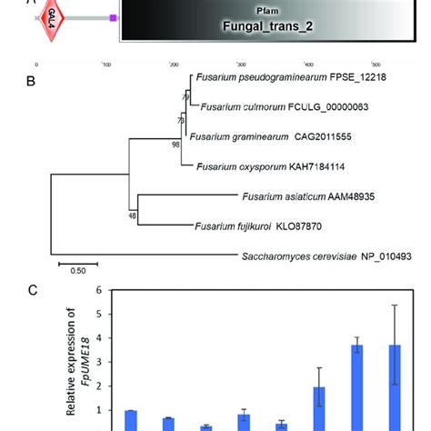 Domain Phylogenetic Tree And Gene Expression Analysis Of Fpume18 In F
