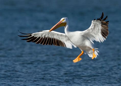American White Pelican Pelican Flying Images Marine Bird Sea Birds
