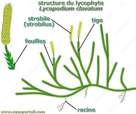 Lycophytes Définition Et Explications