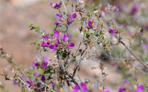 Dalea Formosa Indigobush Southwest Desert Flora