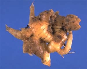 Ginger Soft Rot 162
