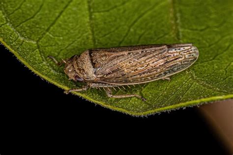 Premium Photo Adult Typical Leafhopper