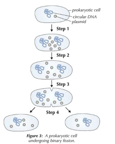 Binary Fission Diagram