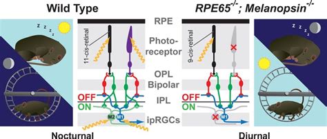 Diagram Of Light Input And Signaling In Wild Type And Rpe65 Opn4 Download Scientific Diagram