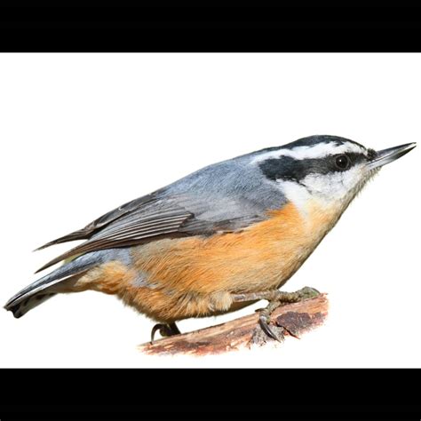Red Breasted Nuthatch Sitta Canadensis Identification Birda