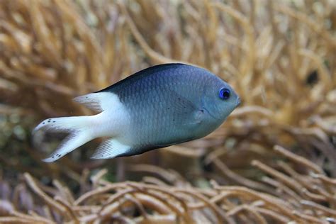 Reef Fish Can Adjust The Sex Of Their Offspring As Water Temperatures