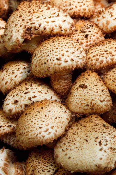 무료 이미지 나무 자연 숲 그룹 다발 조직 트렁크 요리 생기게 하다 자라다 가을 버섯 빵 굽기 시즌 진균류 제철의 세부 묘사 삼림지 많은