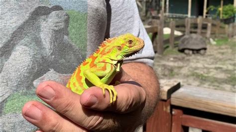 Double Het For Red Axanthic And Hypo Iguana Breeding Project Breed Then